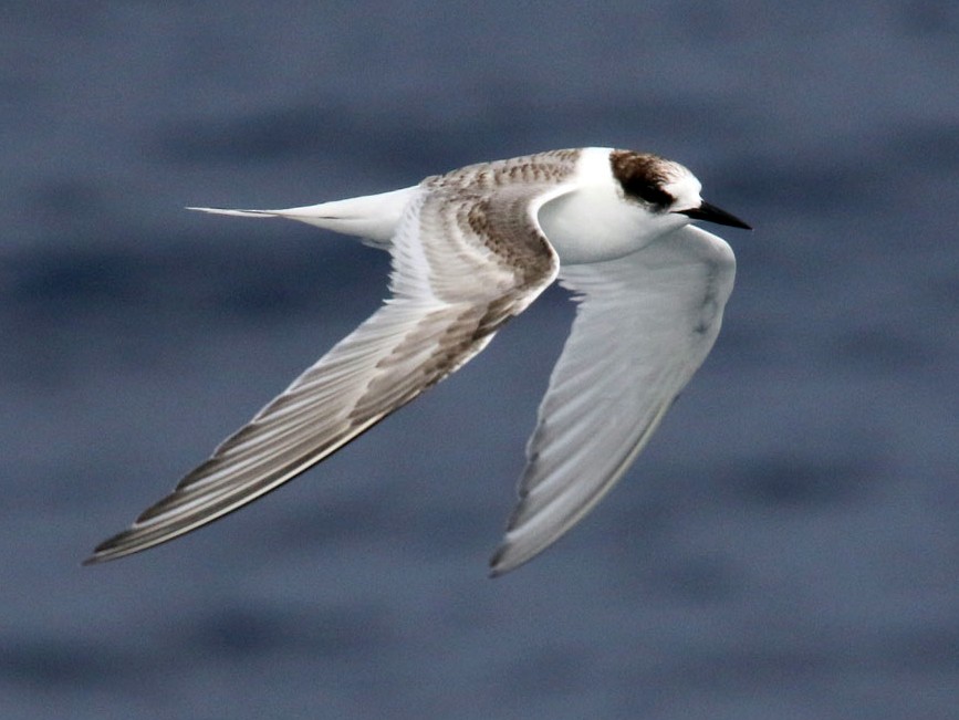 Antarctic Tern - eBird