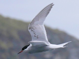 Antarctic Tern - eBird