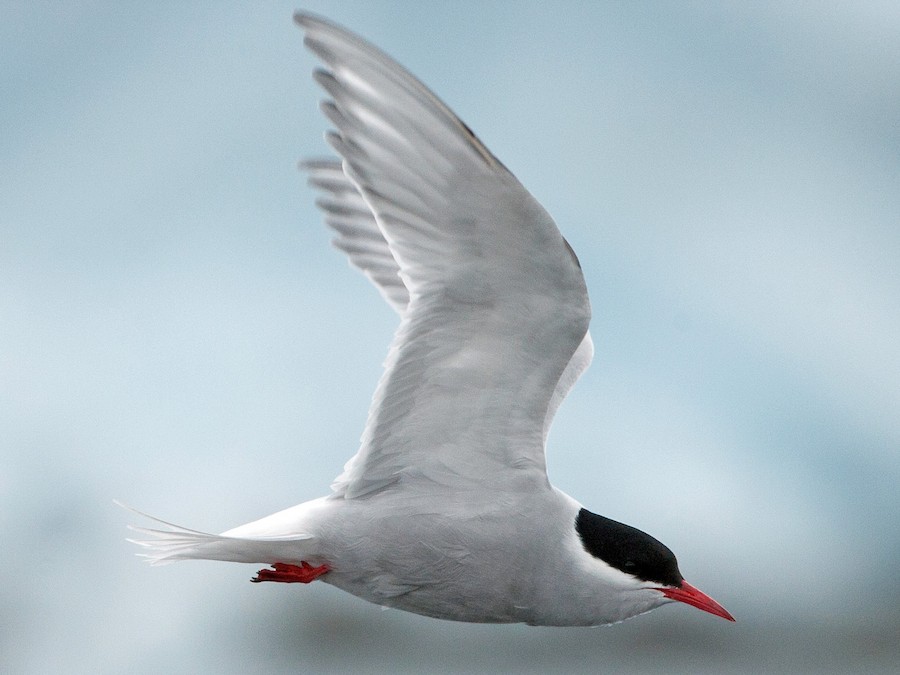 Antarctic Tern - eBird