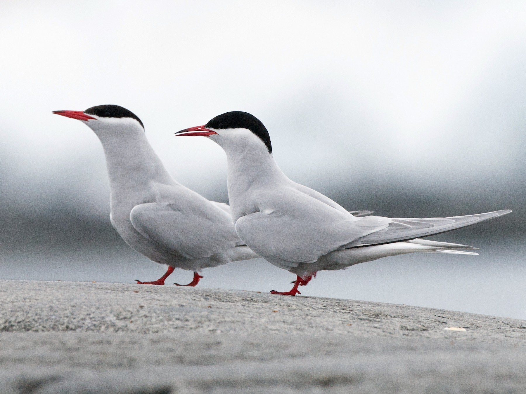 Antarctic Tern - eBird