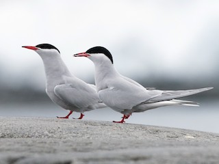 Antarctic Tern - eBird