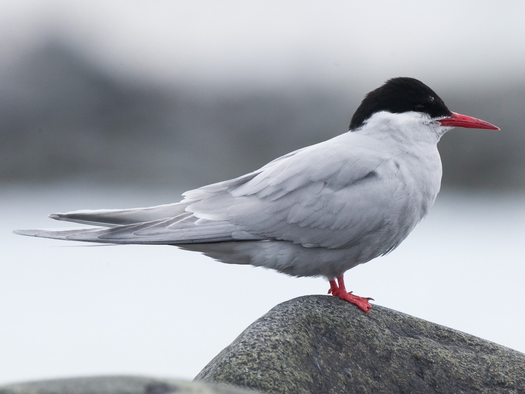Antarctic Tern - eBird