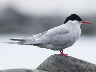 Antarctic Tern - eBird
