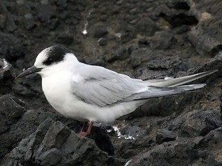 Antarctic Tern - eBird