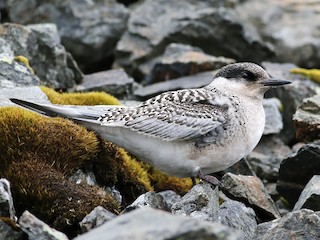 Antarctic Tern - eBird
