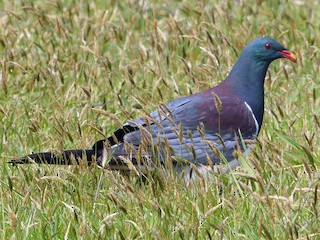 Chatham Islands Pigeon - eBird