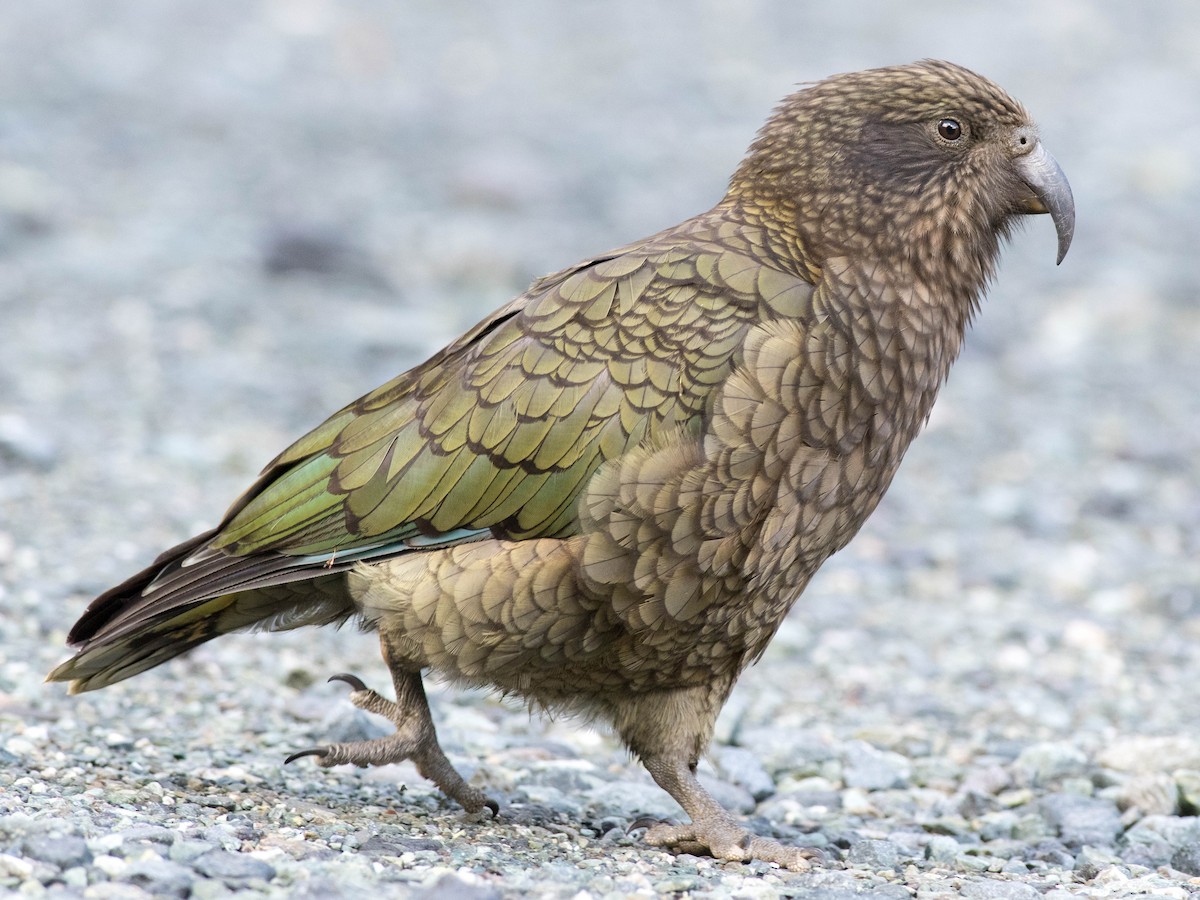 Kea - Nestor notabilis - Birds of the World