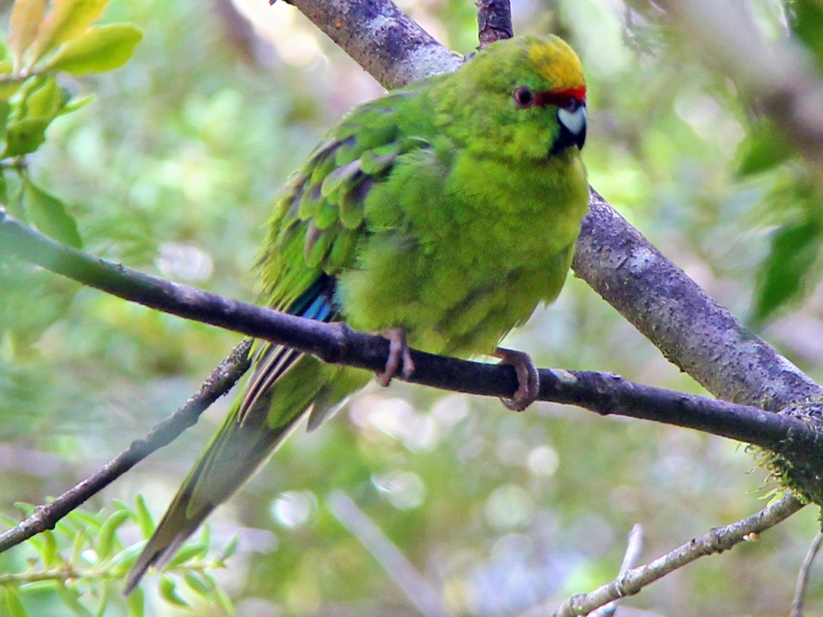 Yellow-crowned Parakeet - Cyanoramphus auriceps - Birds of the World