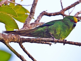 Malherbe's Parakeet - eBird