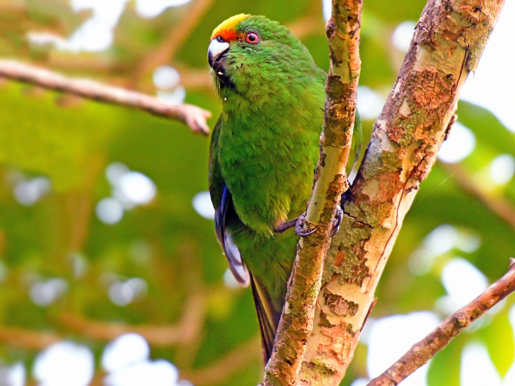Malherbe's Parakeet - eBird