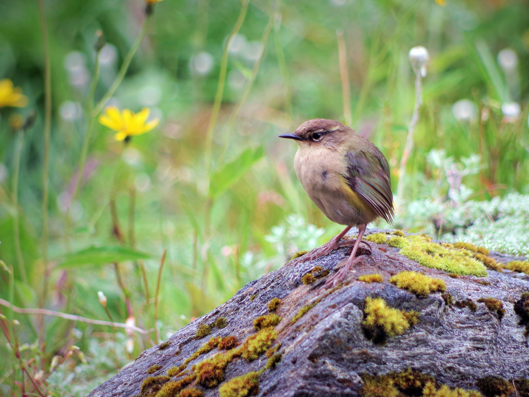 South Island Wren - eBird