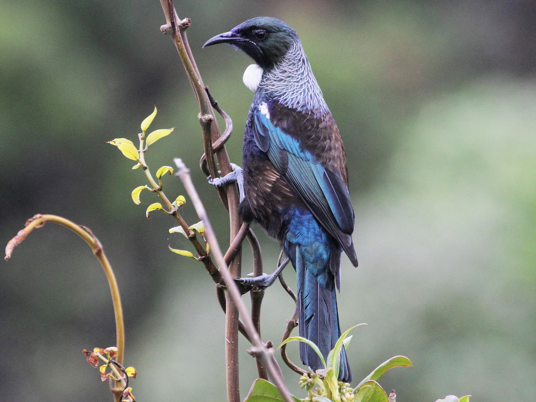 Tui Bird In A City