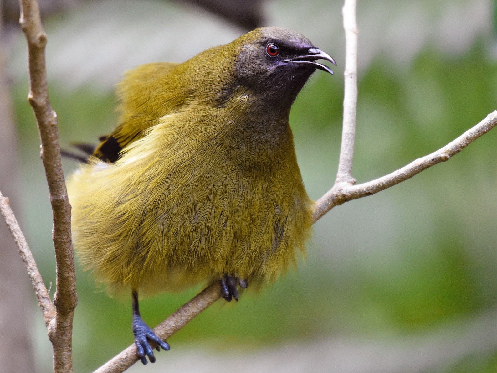 New Zealand Bellbird - eBird