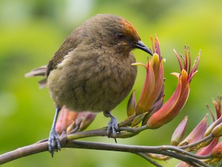 New Zealand Bellbird - eBird