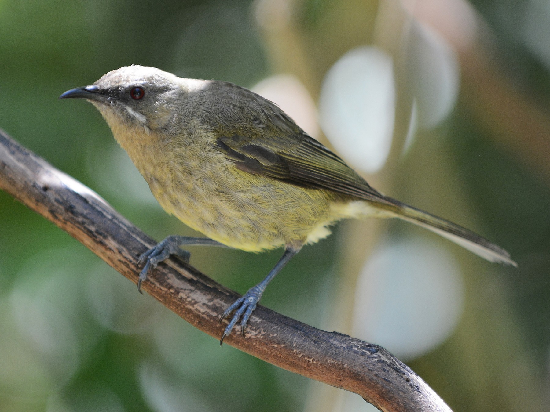 New Zealand Bellbird - eBird