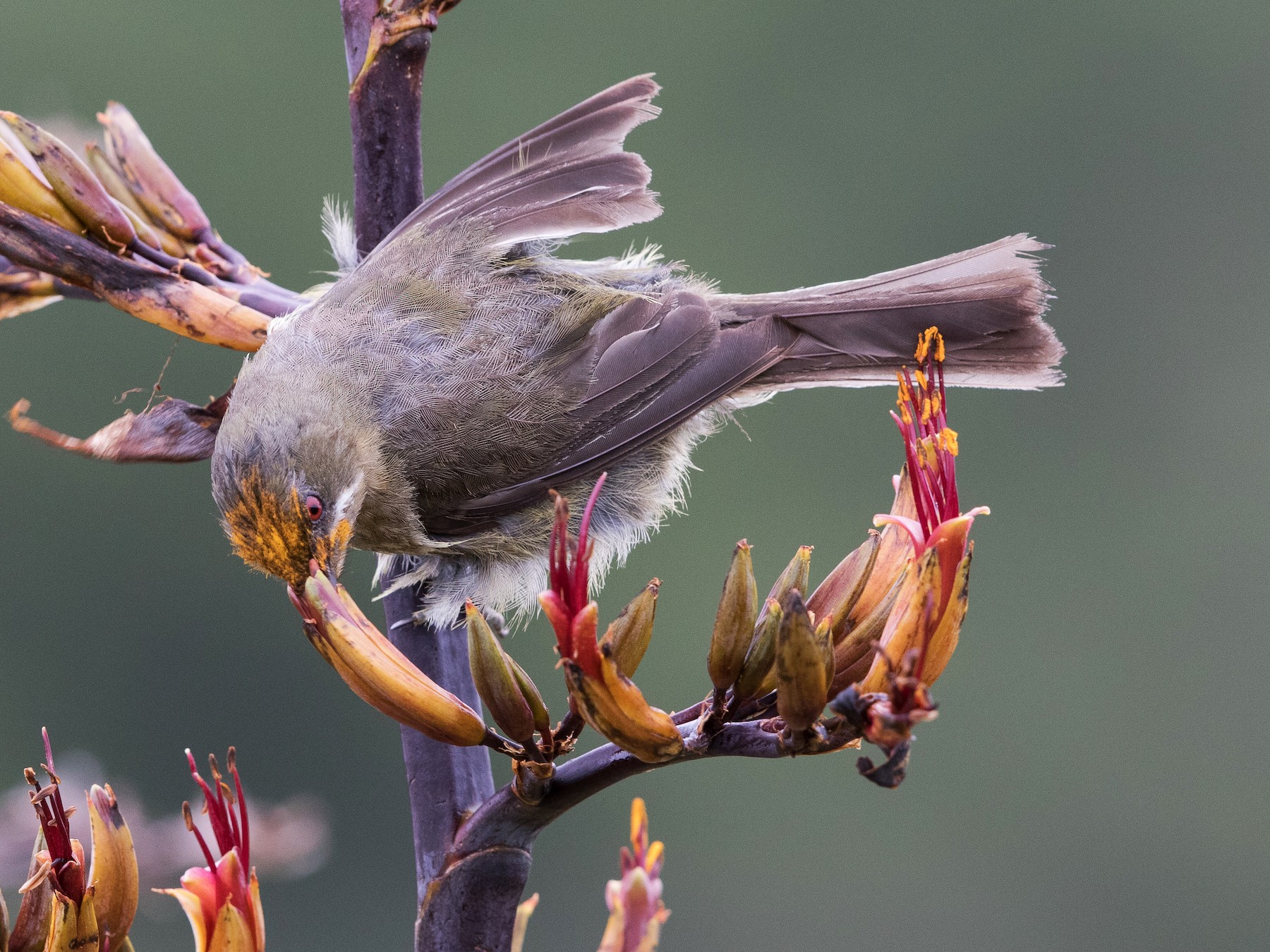 New Zealand Bellbird - eBird
