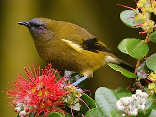 New Zealand Bellbird - Taiwan Bird Atlas