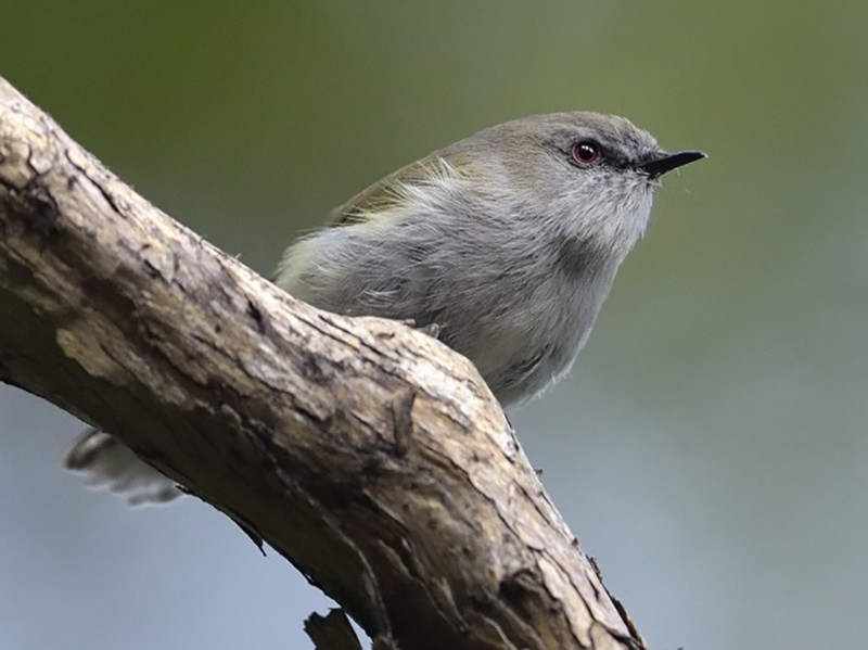 Gray Gerygone - eBird