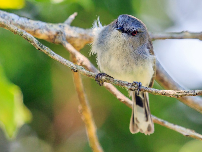 Gray Gerygone - eBird