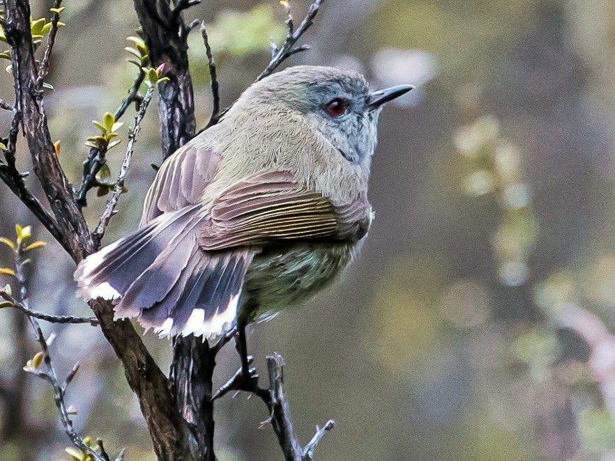 Gray Gerygone - eBird