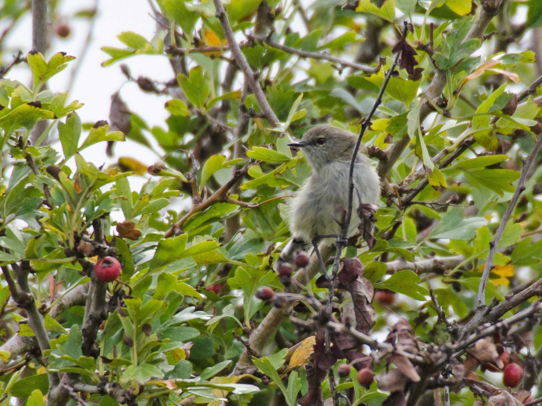 Gray Gerygone - New Zealand Bird Atlas