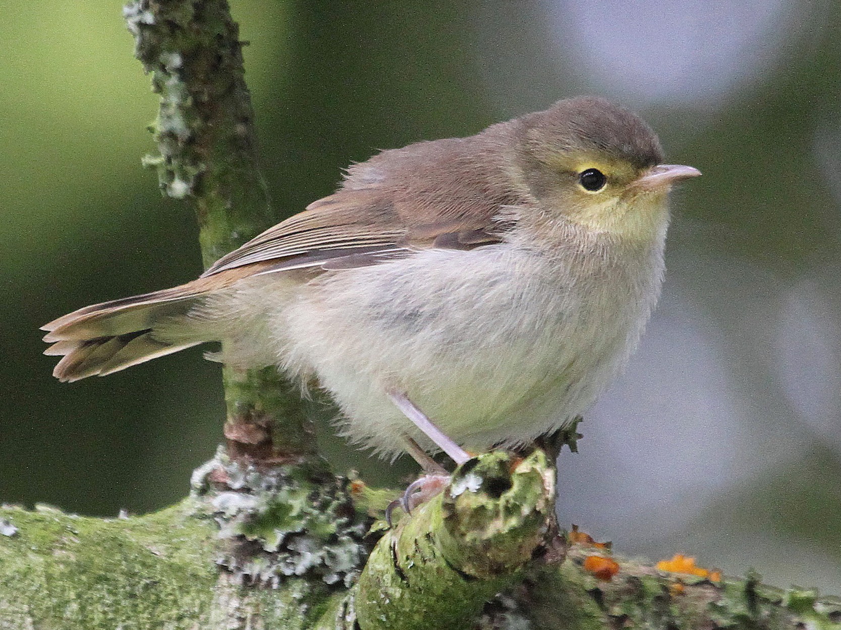 Chatham Island Gerygone - eBird