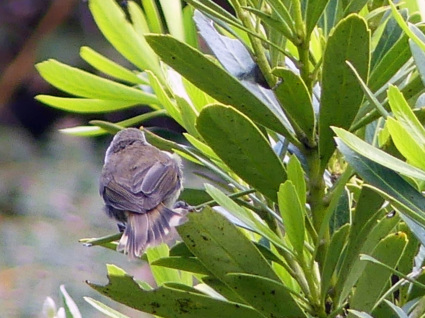 Chatham Island Gerygone - eBird