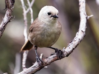 Whitehead - eBird