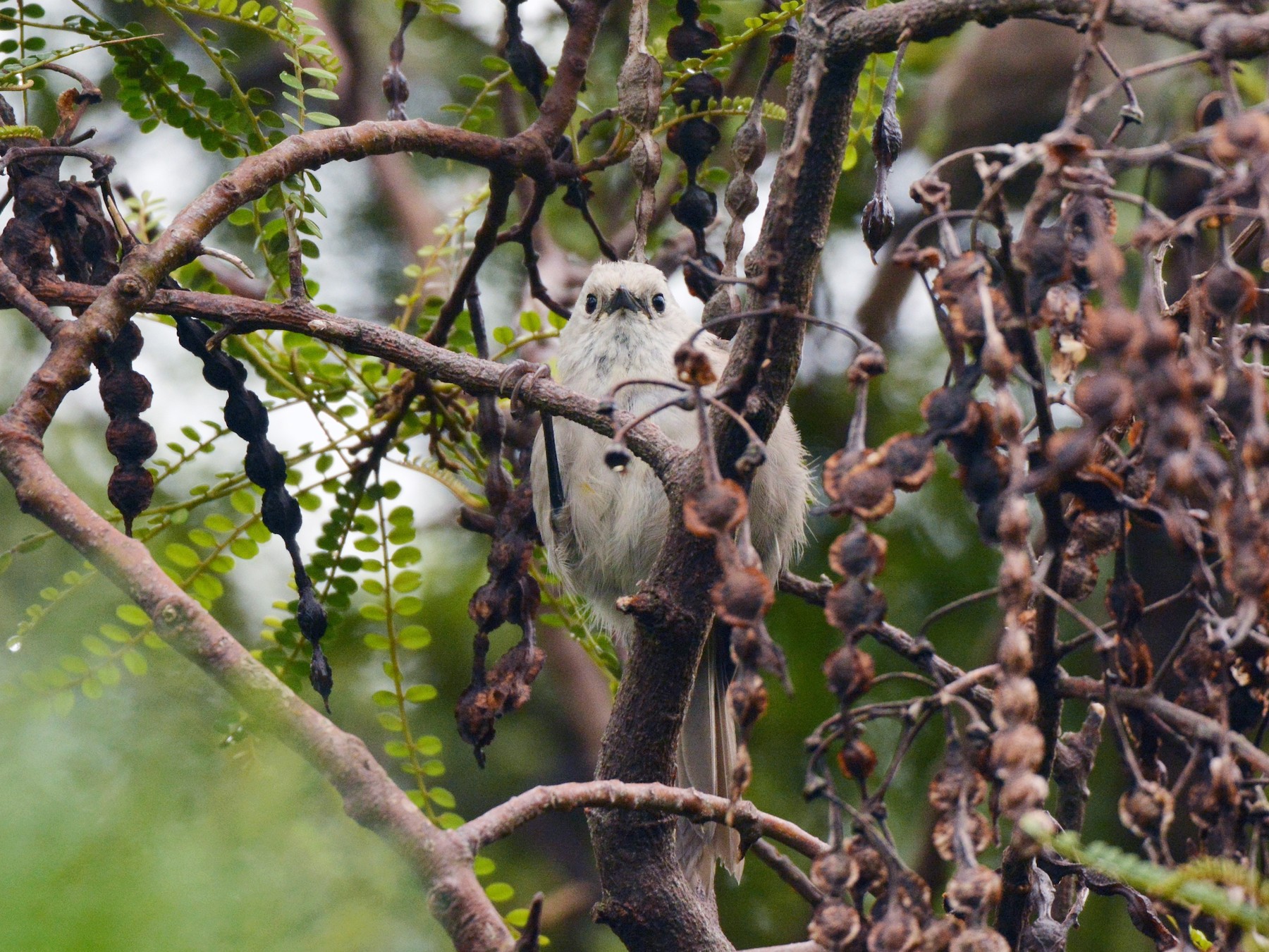 Whitehead - eBird