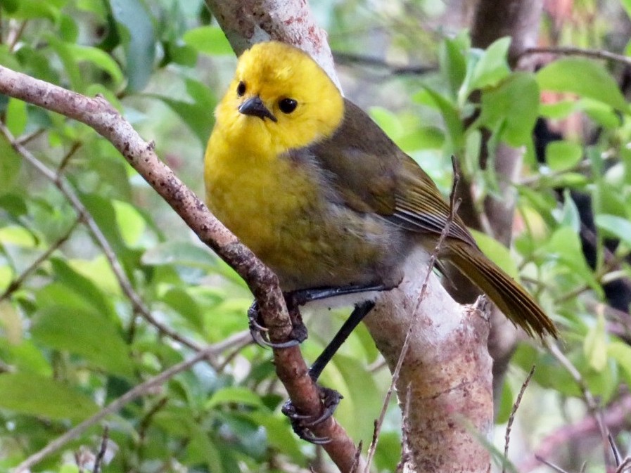 Yellowhead - eBird