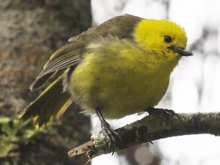 Yellowhead - eBird