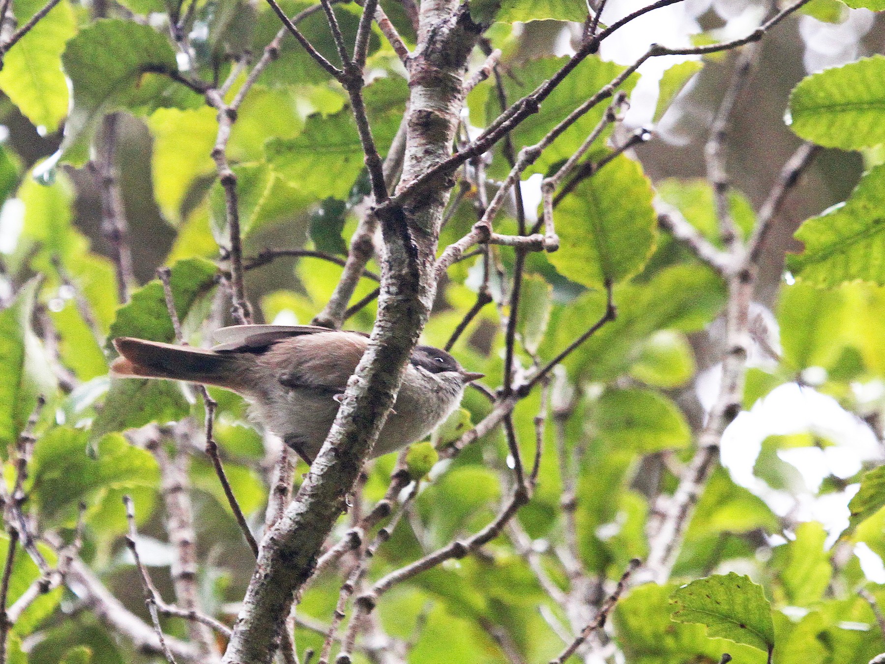 Pipipi - New Zealand Bird Atlas
