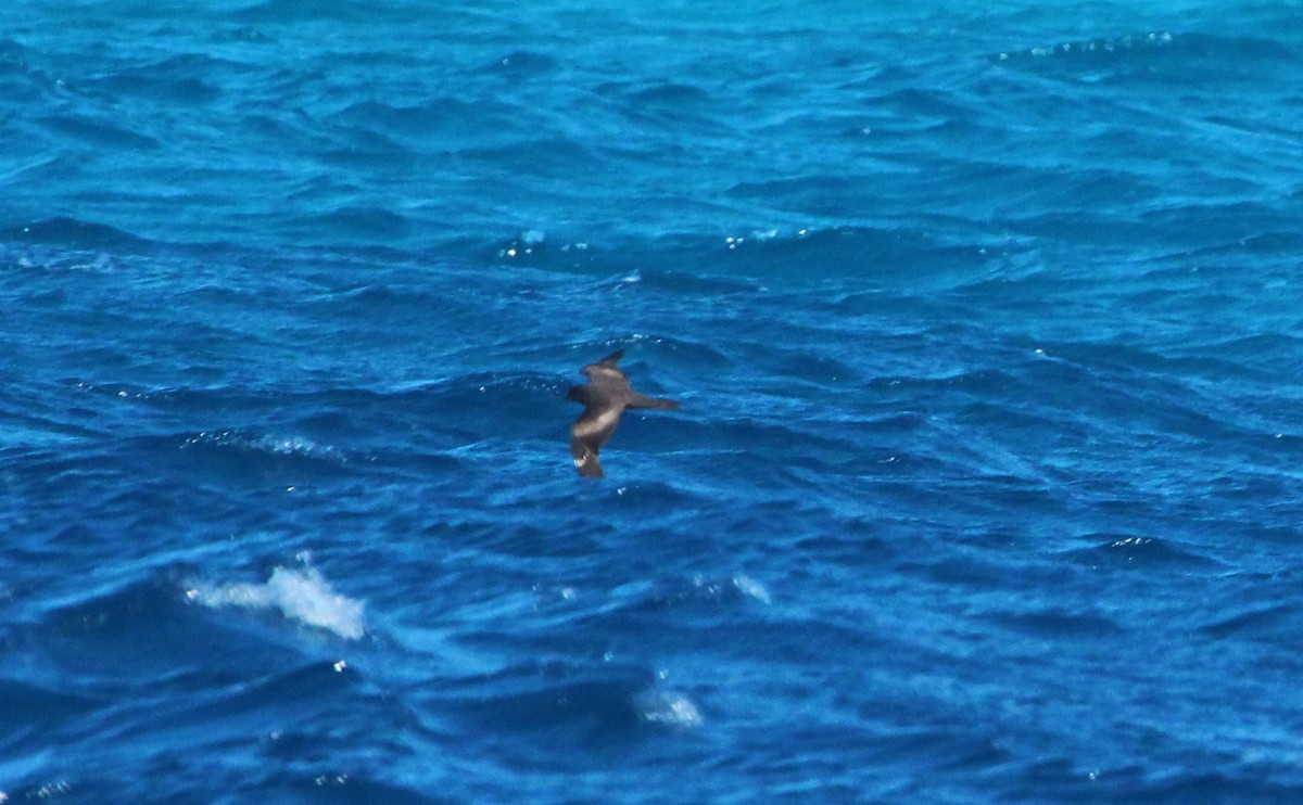 eBird Australia Checklist - 3 Aug 2018 - Browse Island (Timor Sea) - 9 ...
