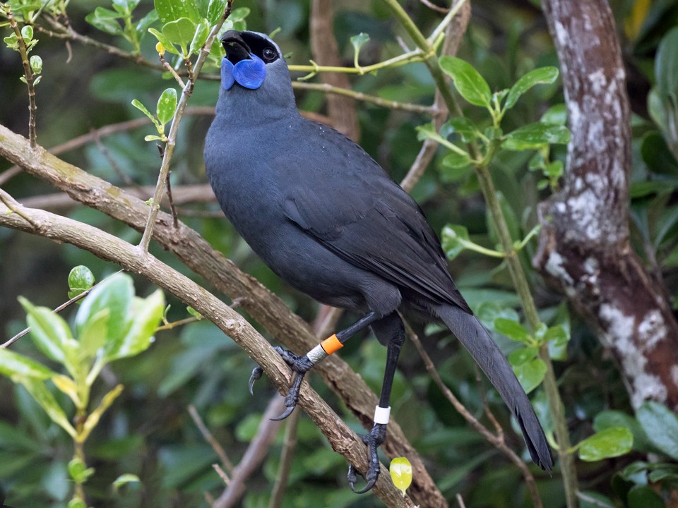 North Island Kokako - eBird