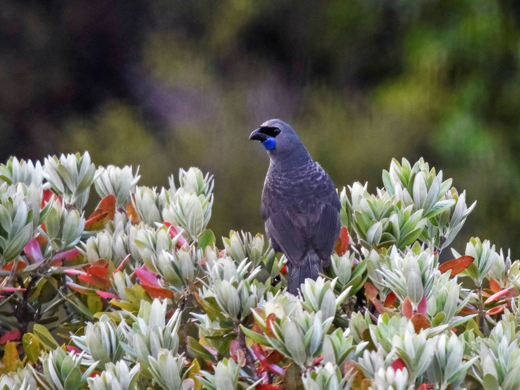 North Island Kokako - eBird