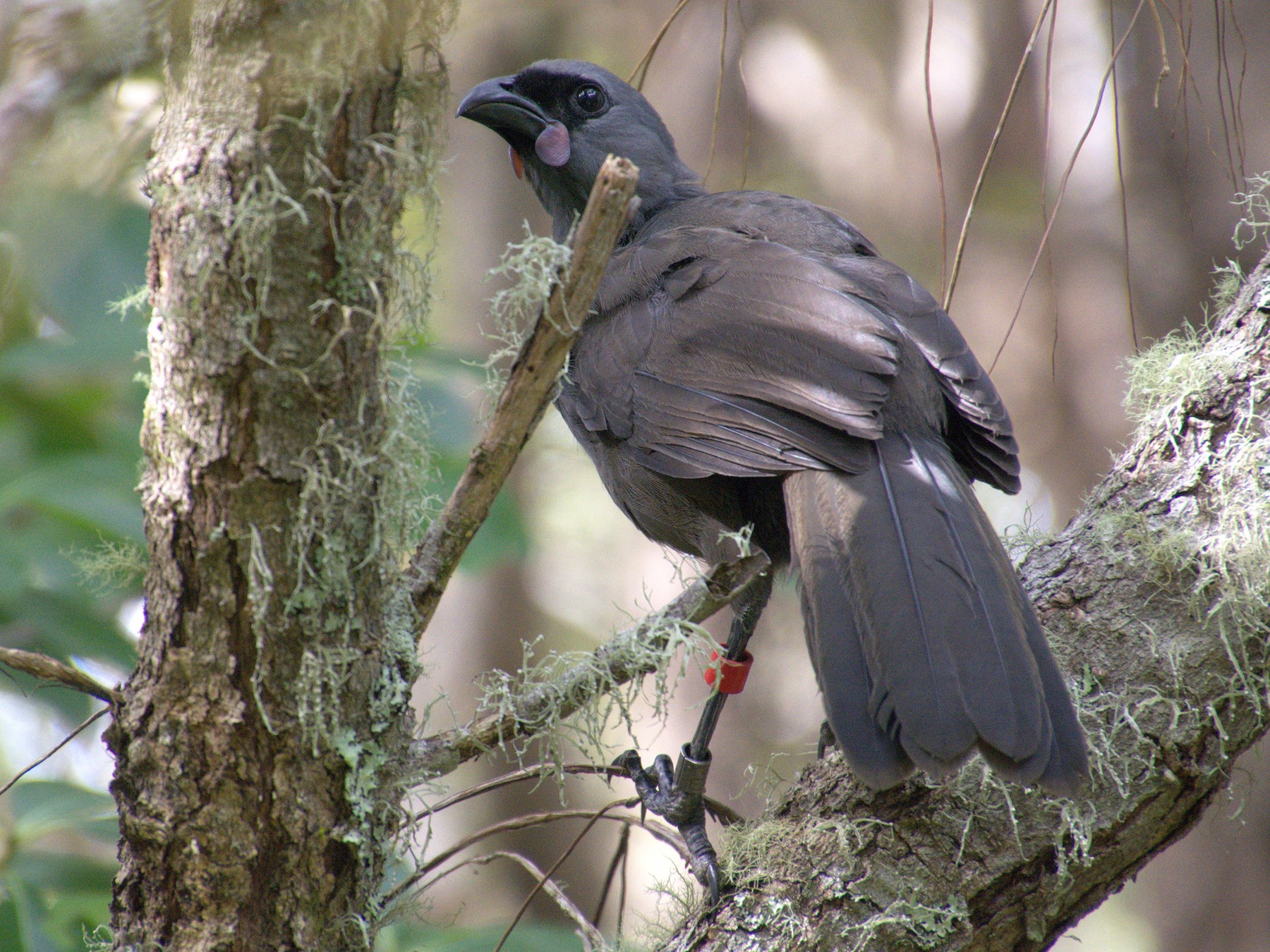 North Island Kokako - eBird