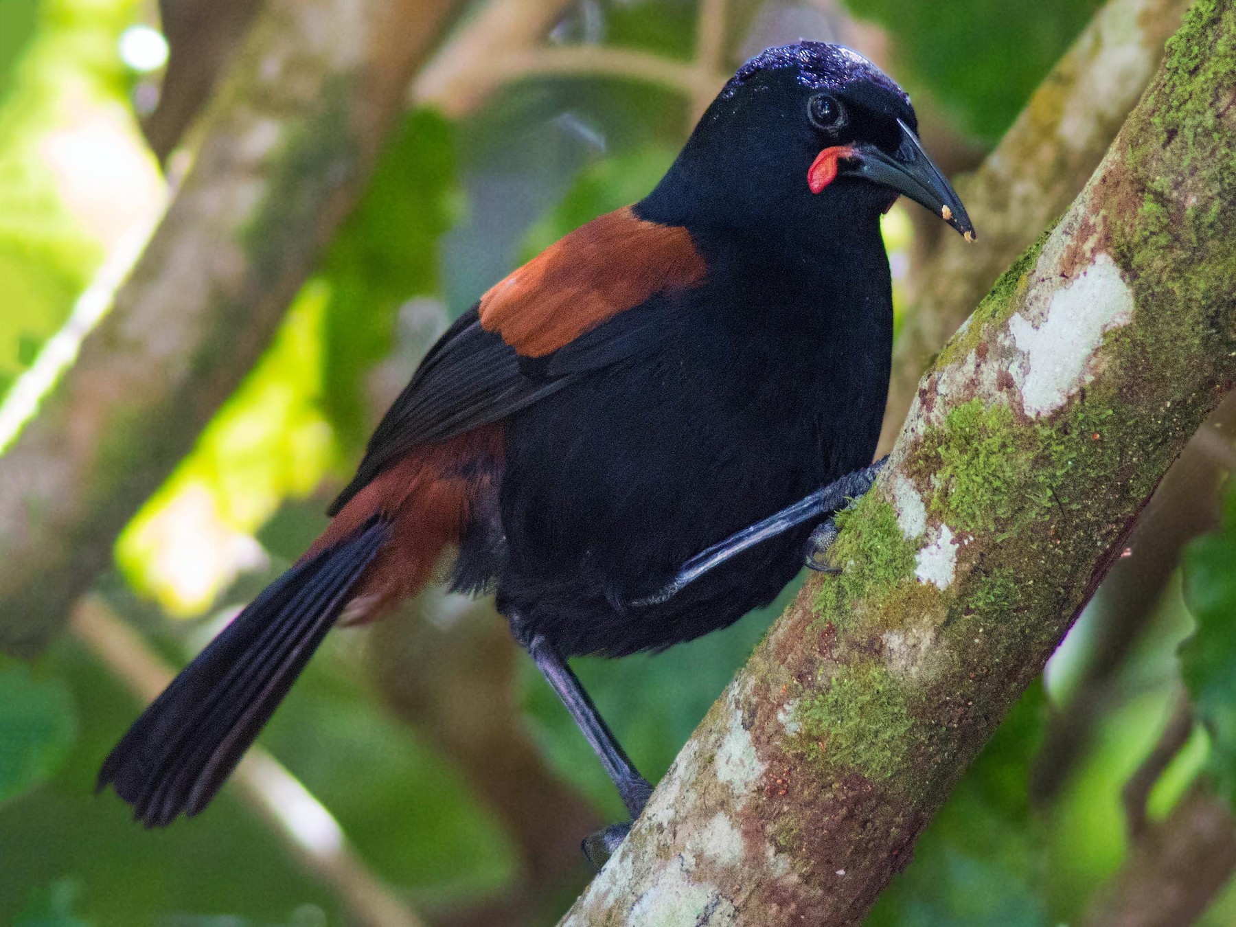 North Island Saddleback - eBird