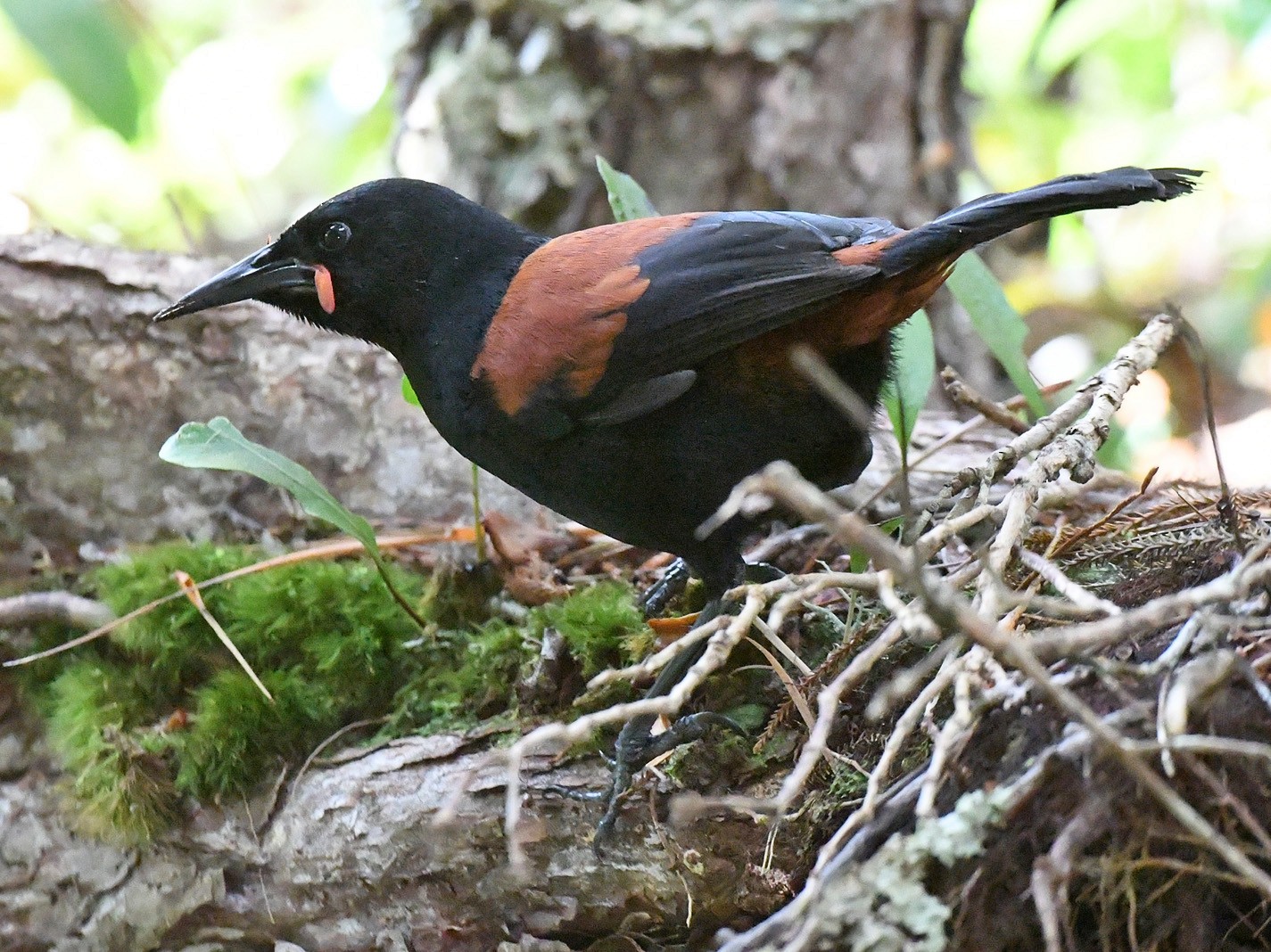 South Island Saddleback - eBird