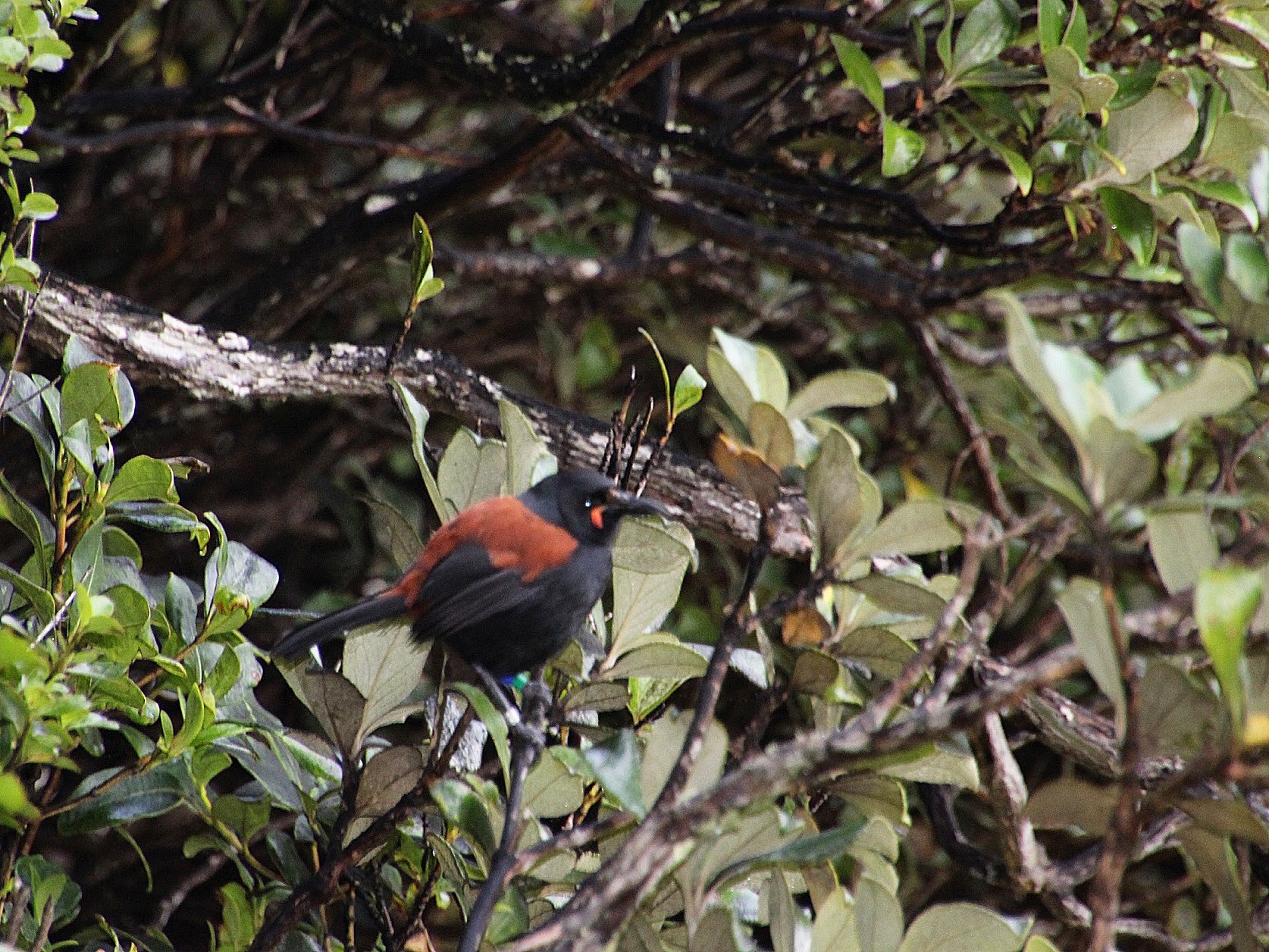 South Island Saddleback - eBird