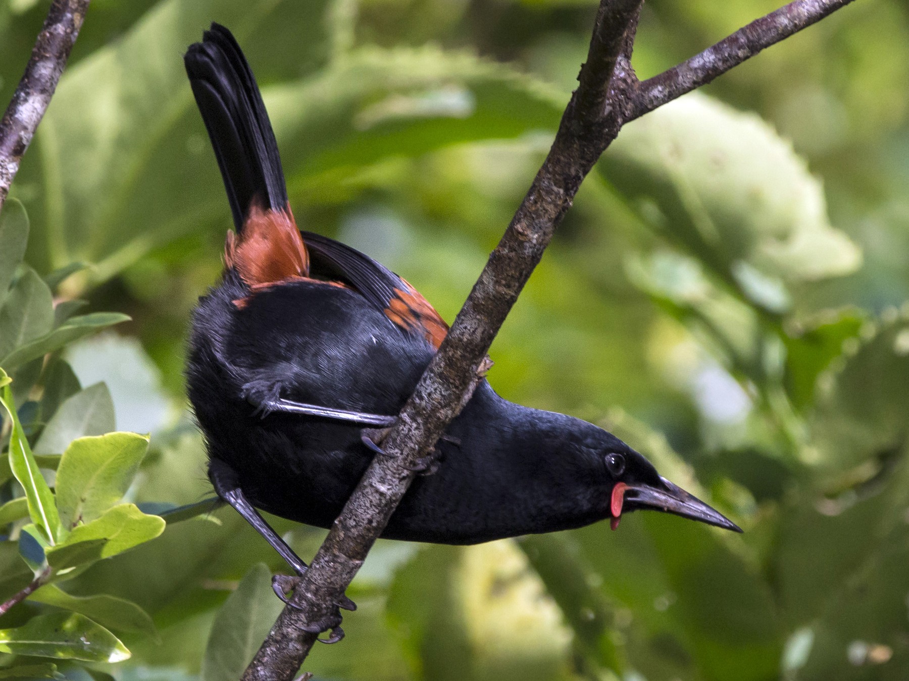 South Island Saddleback - eBird