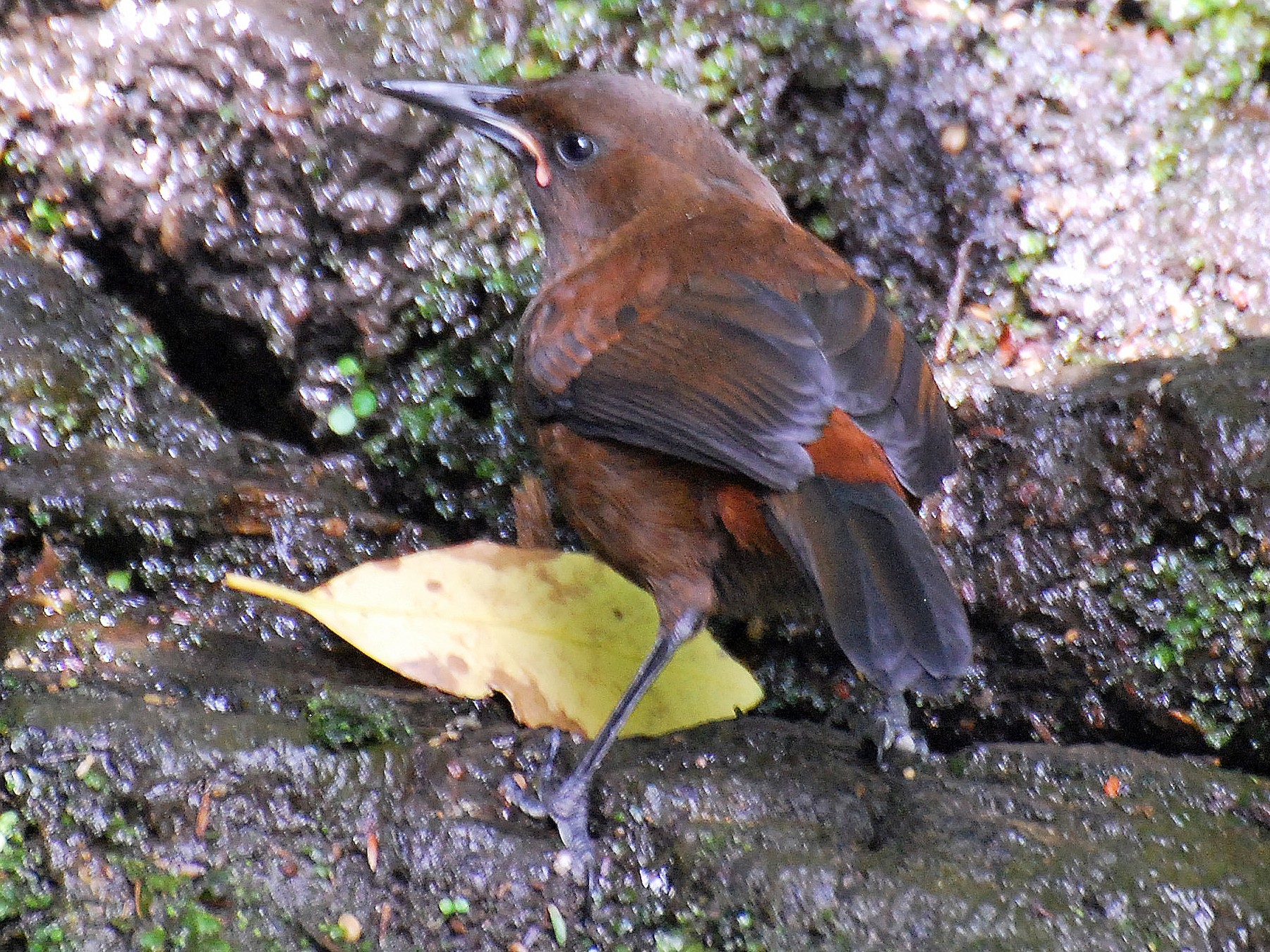 South Island Saddleback - New Zealand Bird Atlas