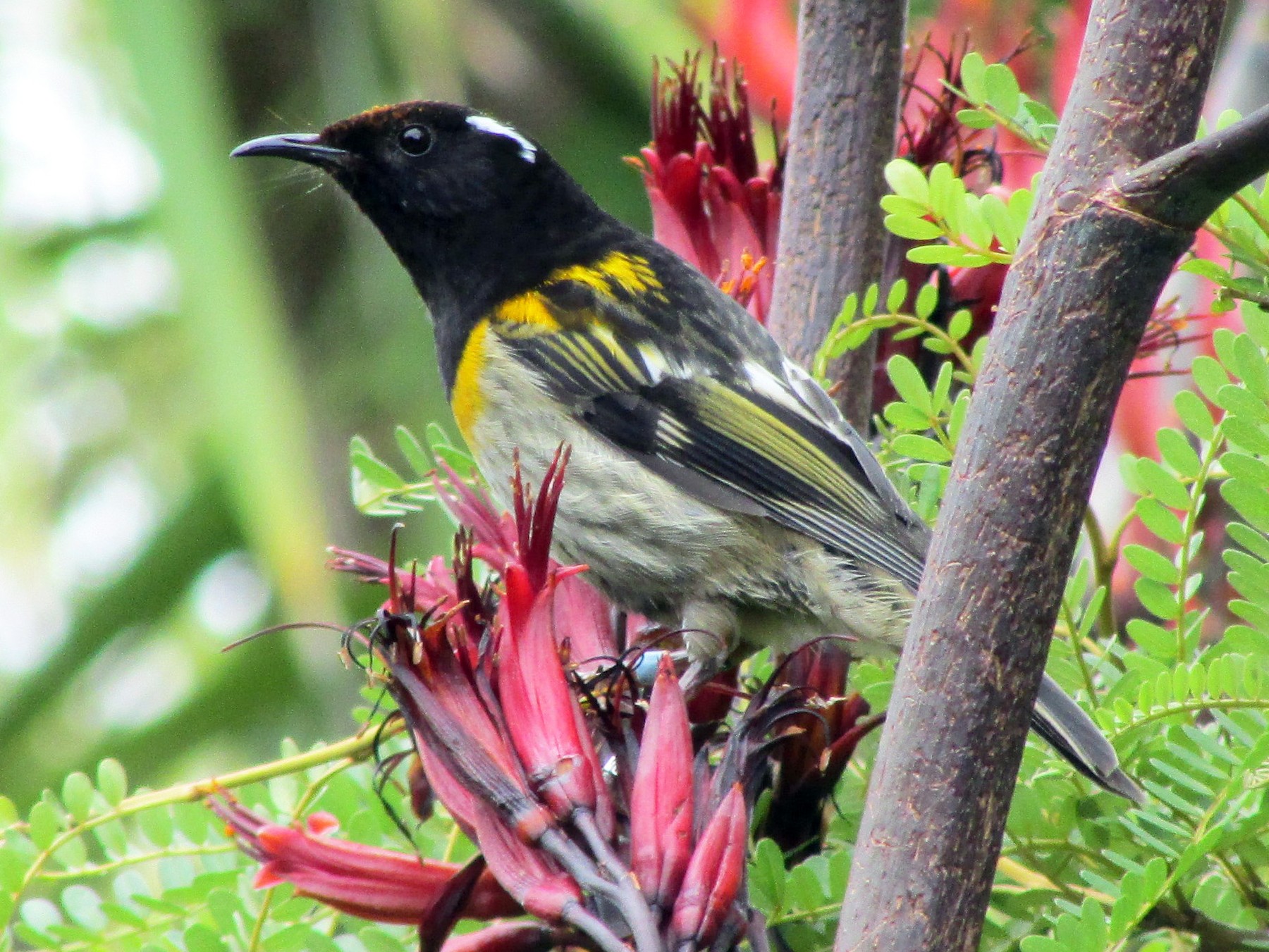 Stitchbird - eBird