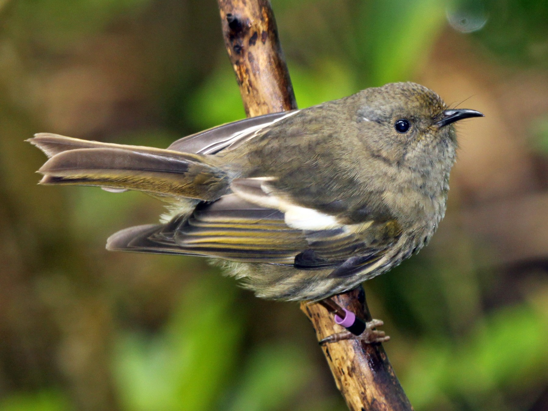 Stitchbird - eBird
