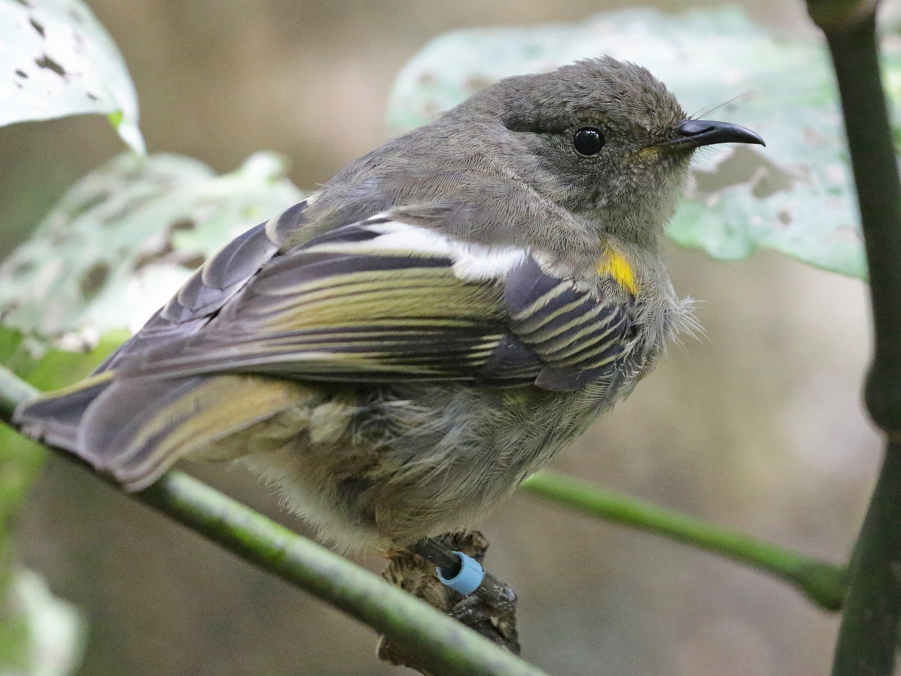 stitchbird - eBird