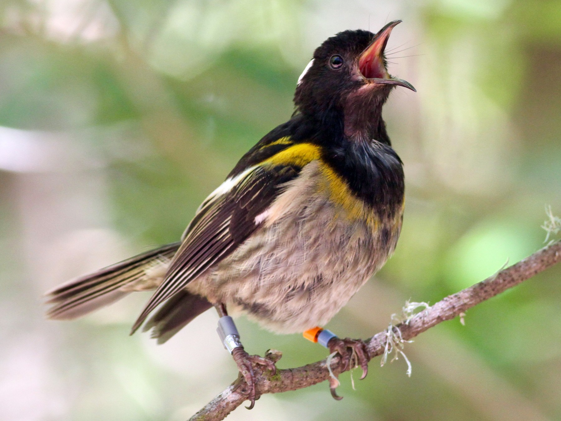 Stitchbird - eBird