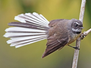 New Zealand Fantail - Rhipidura fuliginosa - Birds of the World