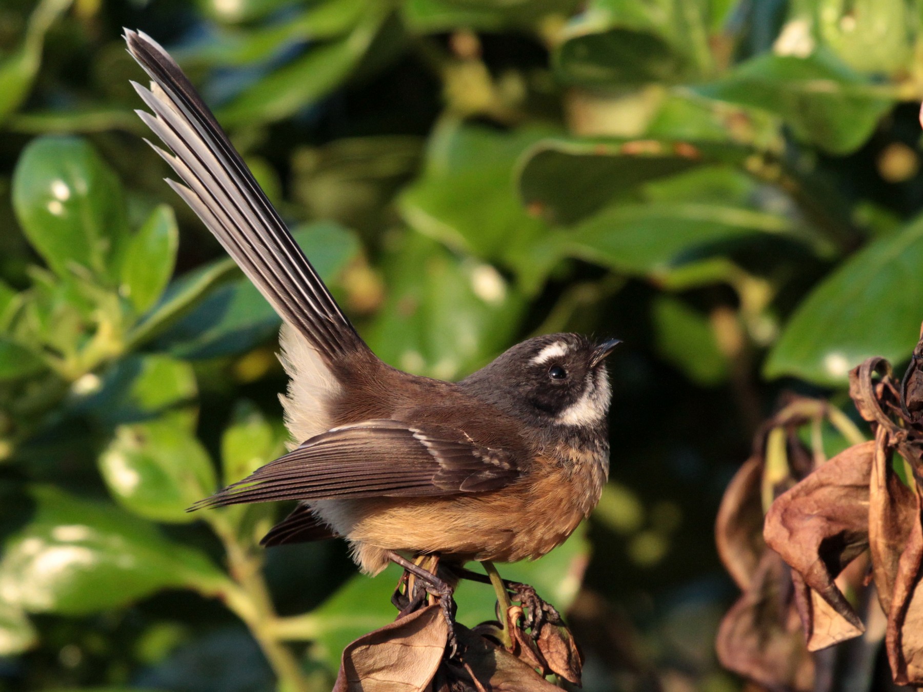 New Zealand Fantail - eBird