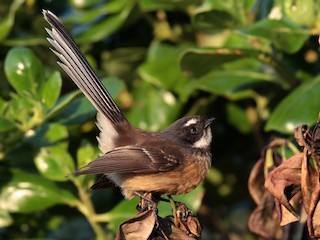 New Zealand Fantail - eBird