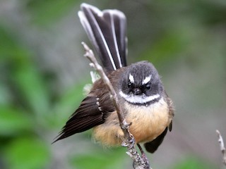 New Zealand Fantail - eBird