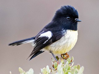Tomtit - Petroica macrocephala - Birds of the World